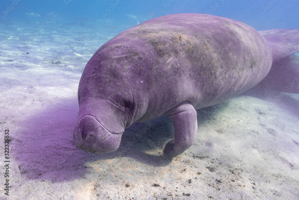 A curious young West Indian Manatee calf (trichechus manatus ...