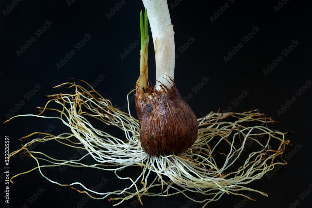 Crocus sativus corm with stem and new growth close-up on a dark ...