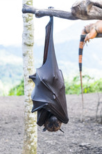 Bat Hanging Free Stock Photo - Public Domain Pictures
