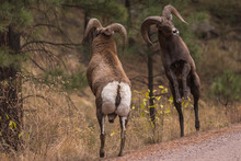 Sheep Butts Free Stock Photo - Public Domain Pictures
