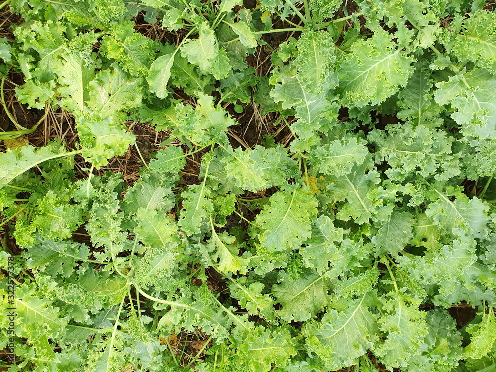Foto de Stock Fresh green curly leafy organic vegetables are called ...
