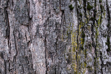 Tan Bark Background Free Stock Photo - Public Domain Pictures