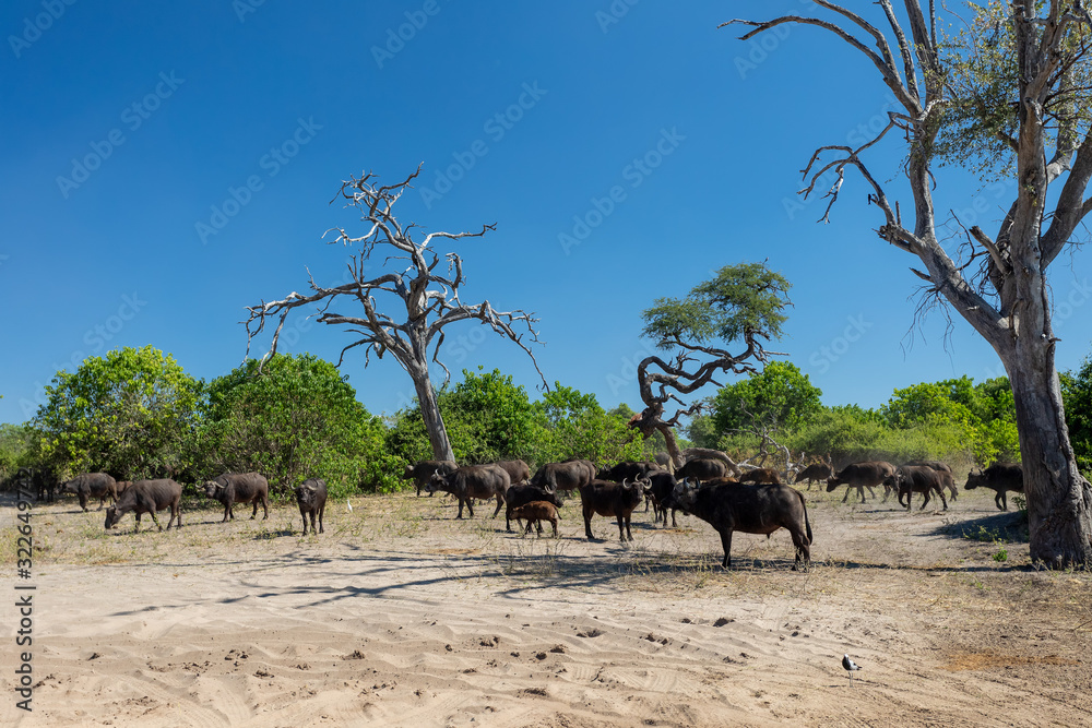 herd of most dangerous animal african Cape Buffalo at Chobe national ...