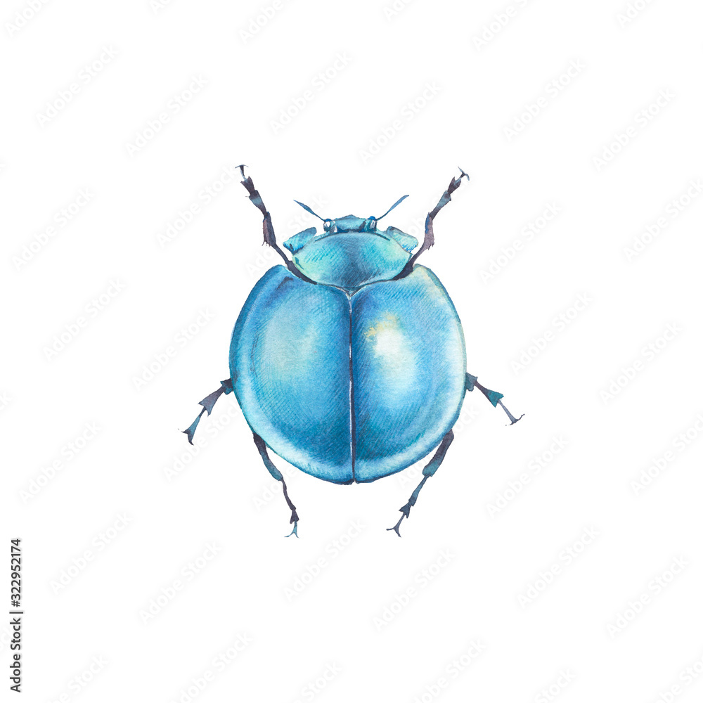 Watercolor blue beetle illustration. Hand drawn bug isolated on white ...