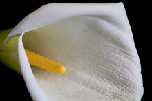 Cali Lily Free Stock Photo - Public Domain Pictures