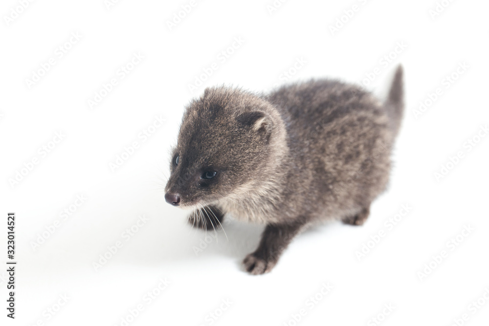 The baby small Indian civet (Viverricula indica) is a civet native to ...