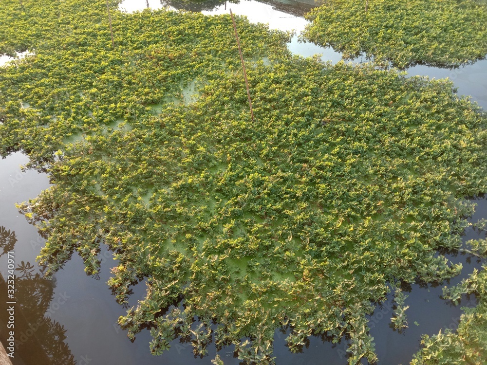 Water mimosa clump green fresh vegetable isolated on water surface ...