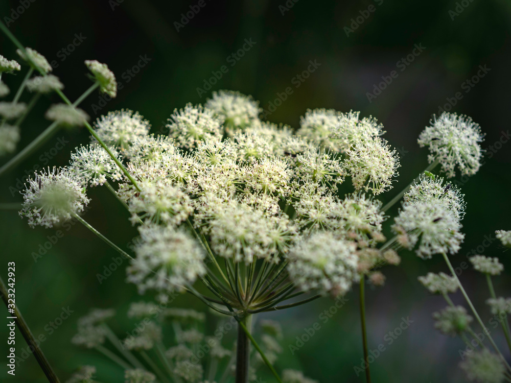 Angelica, Angelica sylvestris, perennial plant native to Europe and ...