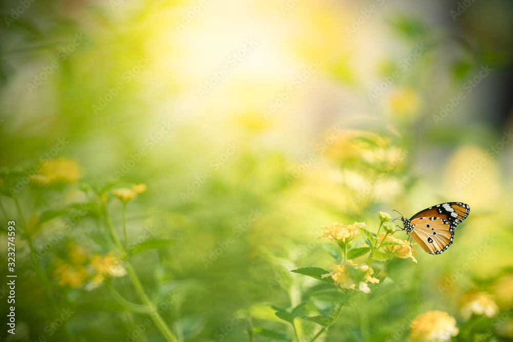 Nature of butterfly and flower in garden using as background ...