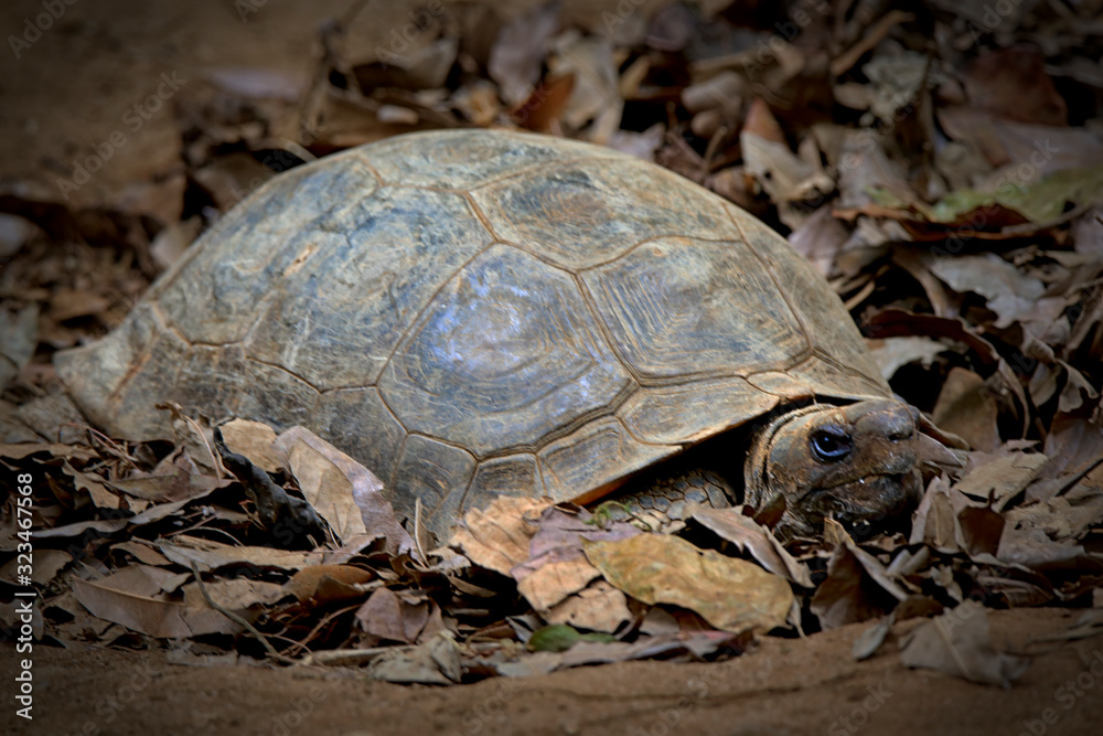 The Madagascan big-headed turtle (Erymnochelys madagascariensis) is a ...
