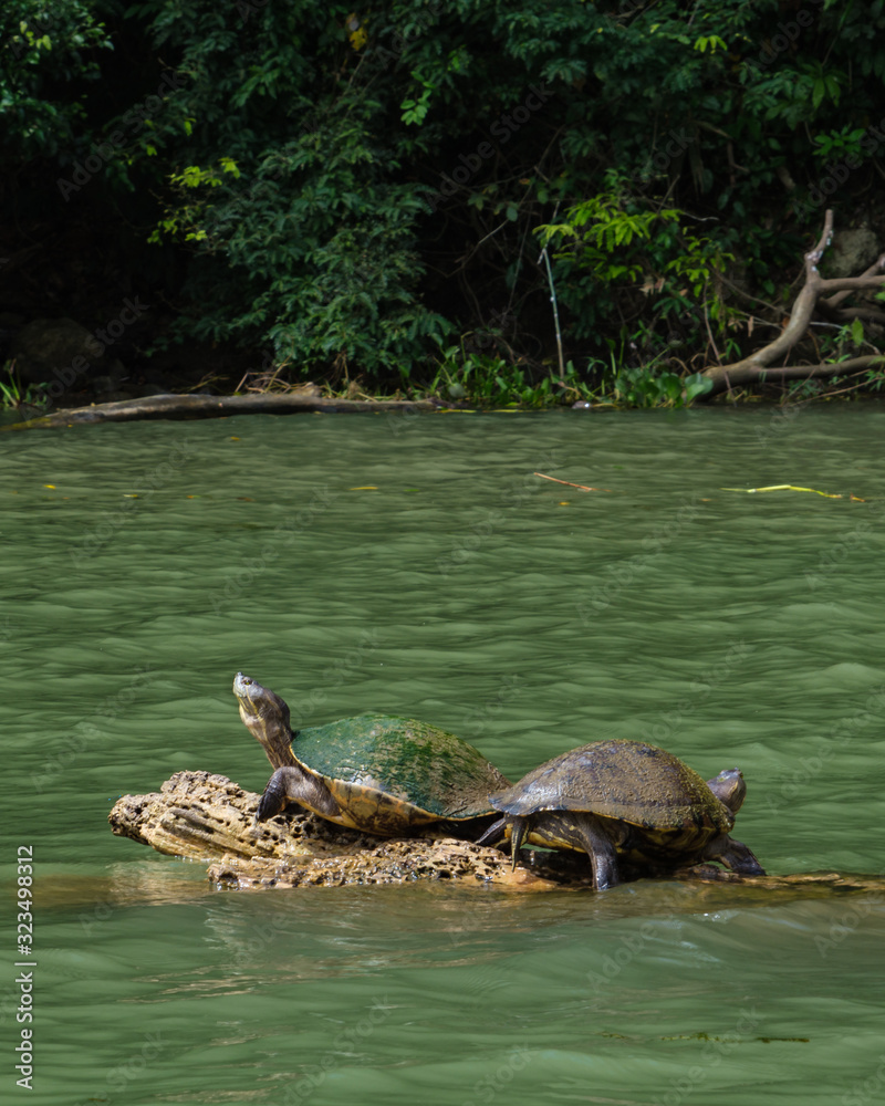 Tropical Slider turtles, Chrysemys ornata, on a log in the Chagres ...