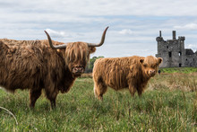 Highland Cow And Castle Free Stock Photo - Public Domain Pictures