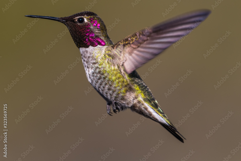 Hummingbird flying, flapping its wings in flight Stock Photo | Adobe Stock