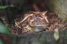 Chaco Horned Frog Free Stock Photo - Public Domain Pictures
