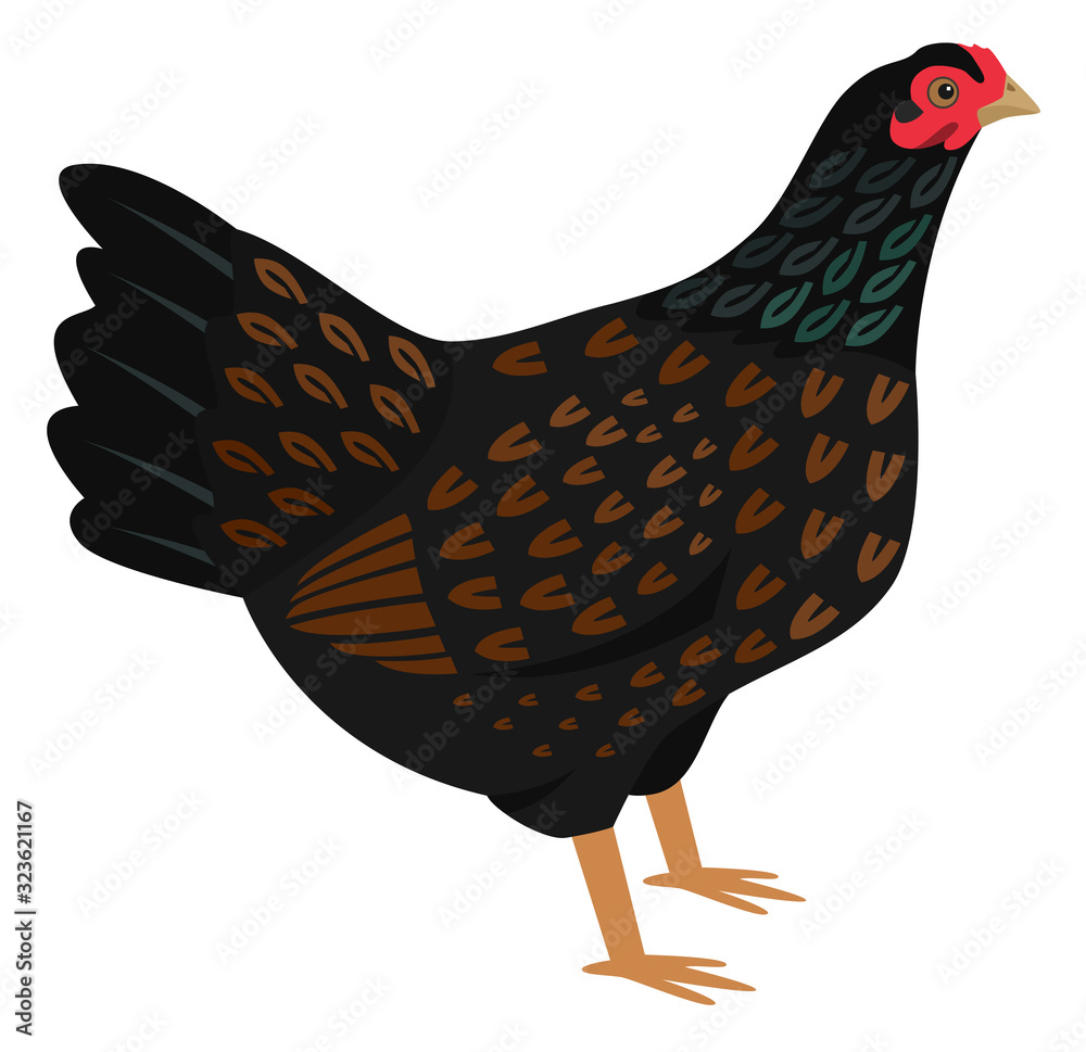 The Cornish chicken Breed of domestic birds Vector illustration ...