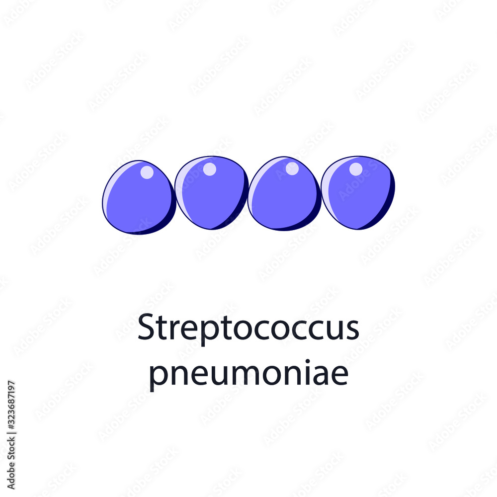 Streptococcus pneumoniae. Bacterial microorganism. Vector illustration ...