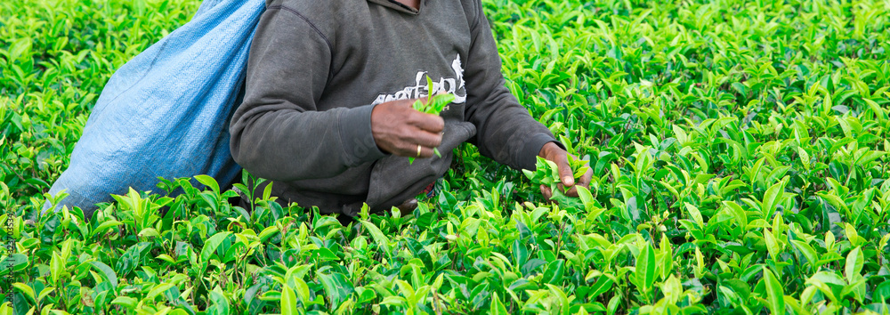 Female tea picker in tea plantation Stock Photo | Adobe Stock
