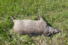 Dead Boar Free Stock Photo - Public Domain Pictures