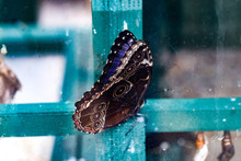 Brown Morpho Butterfly Free Stock Photo - Public Domain Pictures