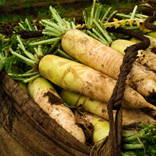 Daikon Free Stock Photo - Public Domain Pictures