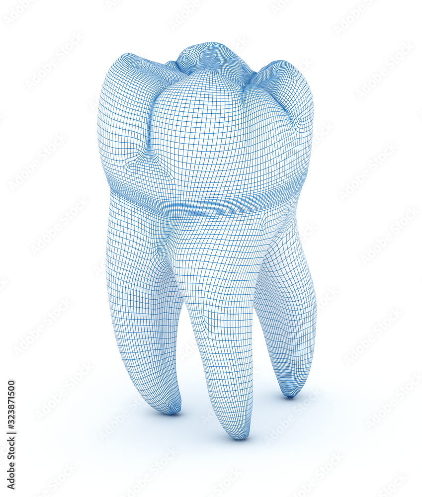 Morphology of First maxillary molar tooth. Wired 3d illustration Stock ...