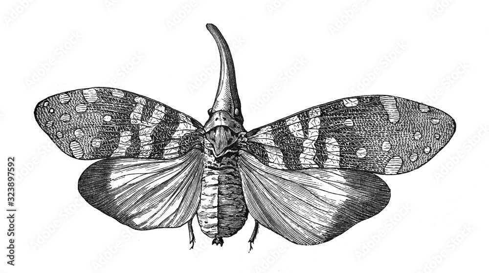 Lantern bug, planthopper, fulgora candelaria, pyrops candelaria ...
