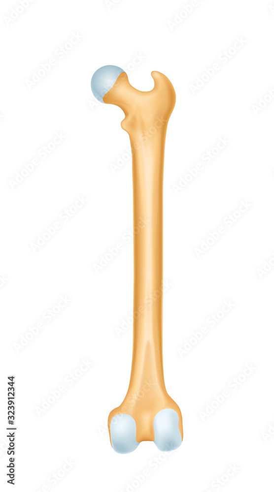 Anatomy of human bone cartilage vector illustration Stock Vector ...