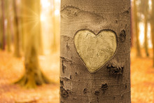 Heart Carved In Tree Free Stock Photo - Public Domain Pictures
