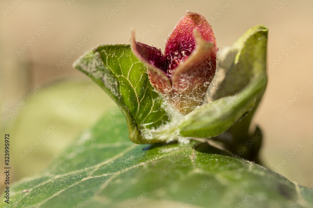 Asarum europaeum, Asarabacca, European wild ginger, hazelwort or wild ...