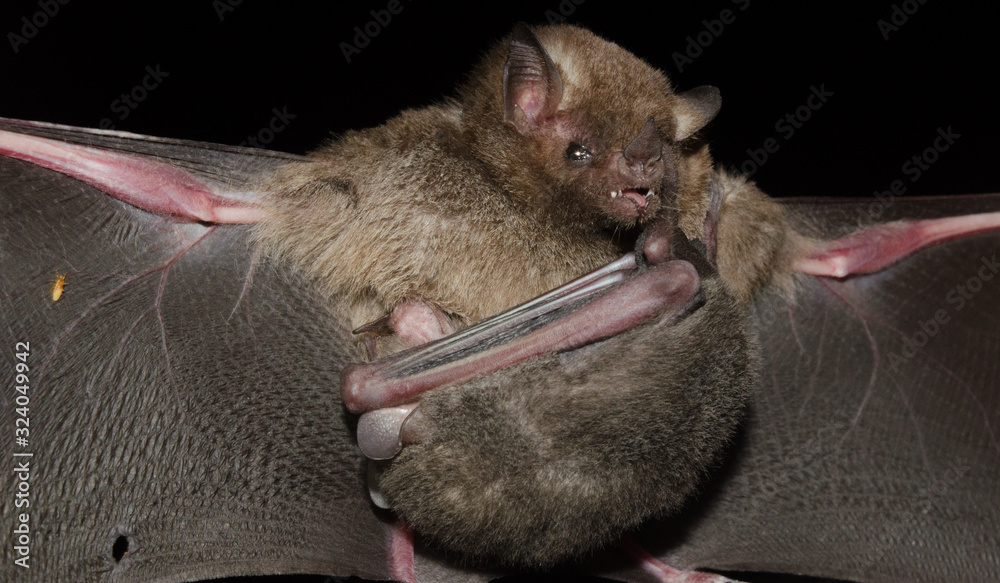 Pallas's long-tongued bat (Glossophaga soricina) is a South and Central ...