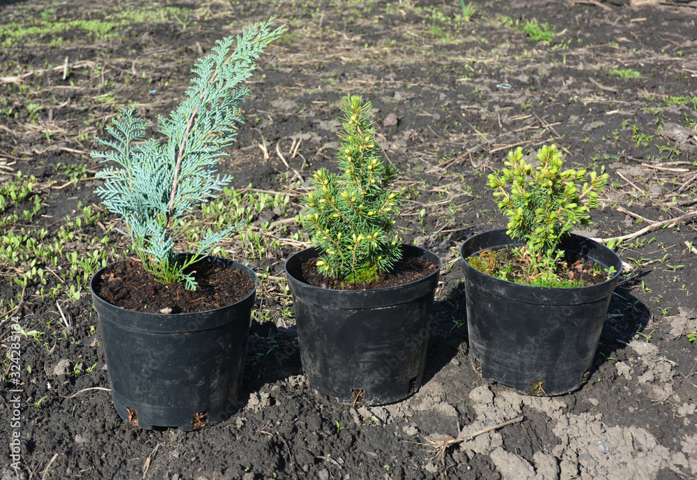 Small coniferours, evergreen trees in the pots for planting. Seedling ...