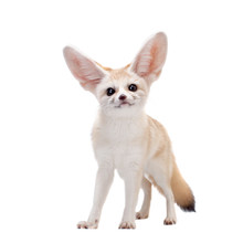 Fennec Fox Free Stock Photo - Public Domain Pictures