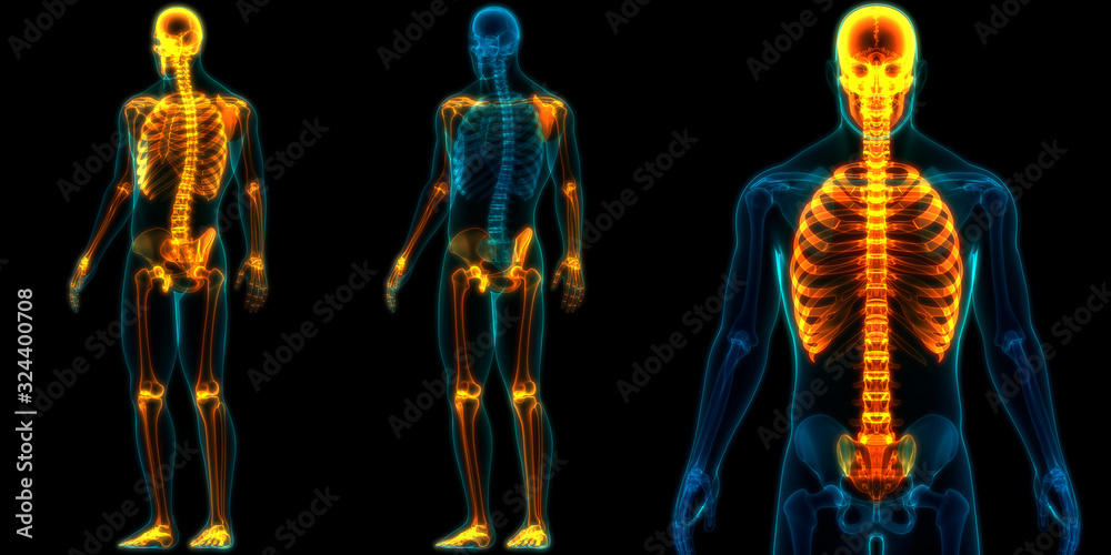 Human Skeleton System Axial and Appendicular Skeleton Bone Joints ...