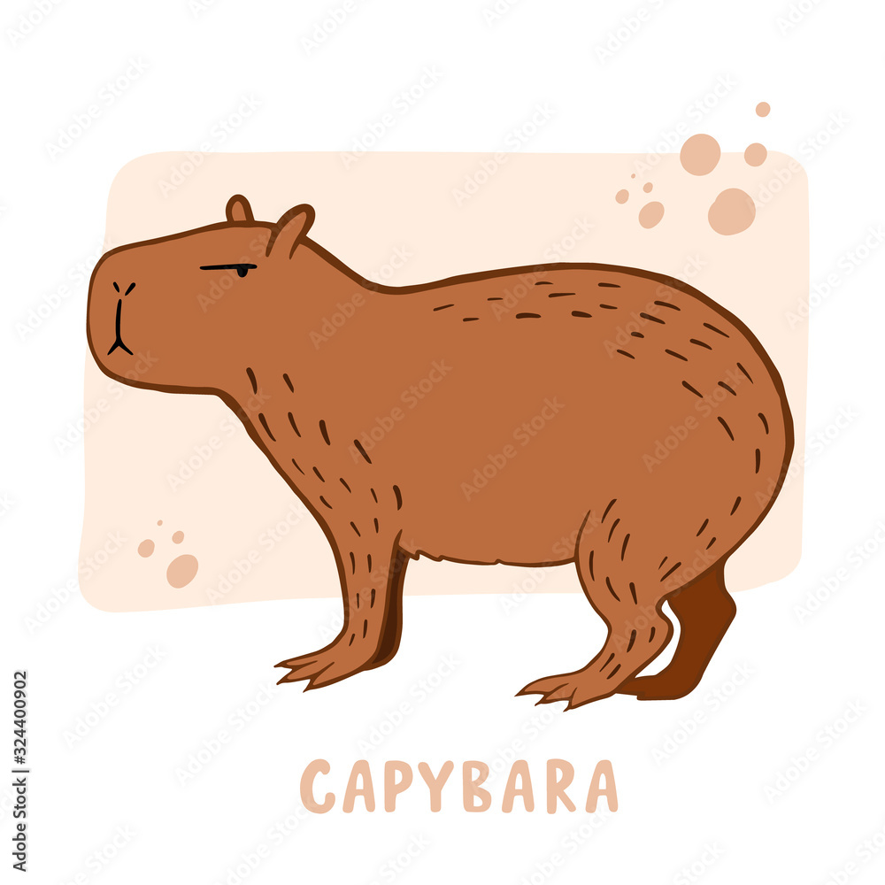 Capybara. Vector color illustration of capybara. Drawing of an animal ...