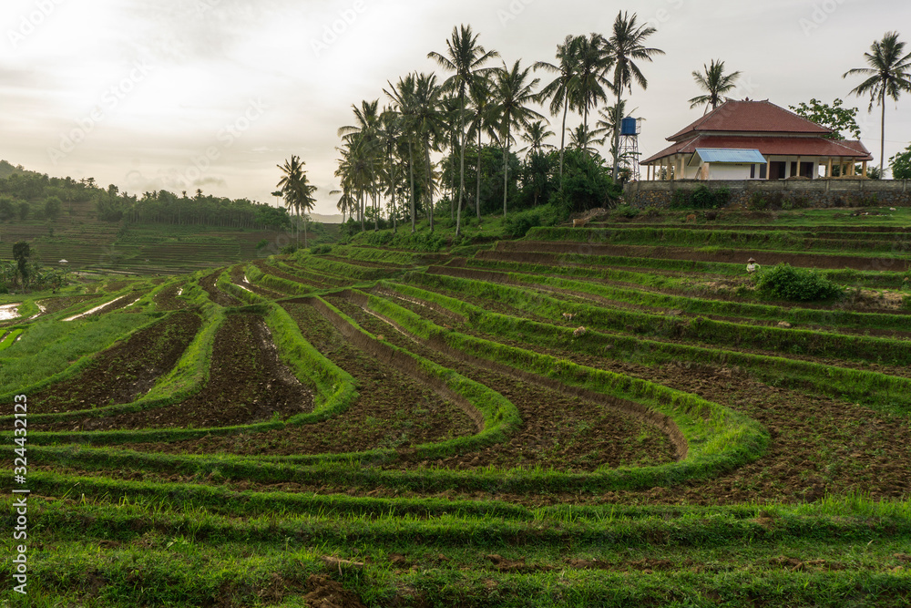 Beautiful view of Mareje Lombok's traditional fields. A nature walk in ...