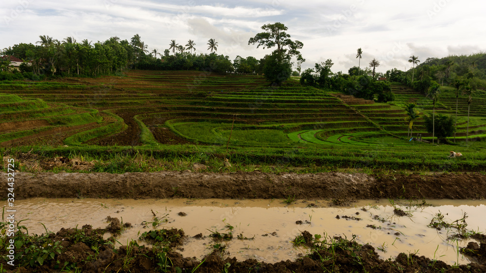 Beautiful view of Mareje Lombok's traditional fields. A nature walk in ...