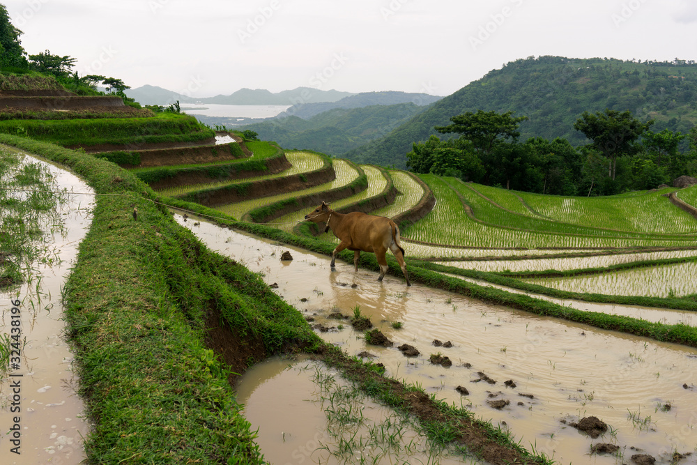 Beautiful view of Mareje Lombok's traditional fields. A nature walk in ...