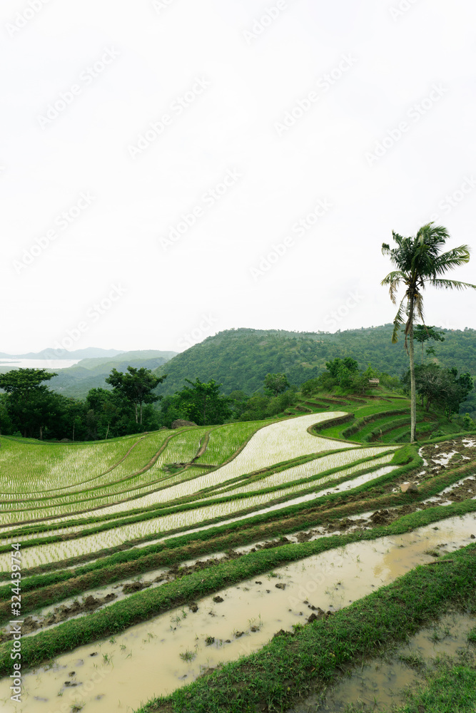 Beautiful view of Mareje Lombok's traditional fields. A nature walk in ...