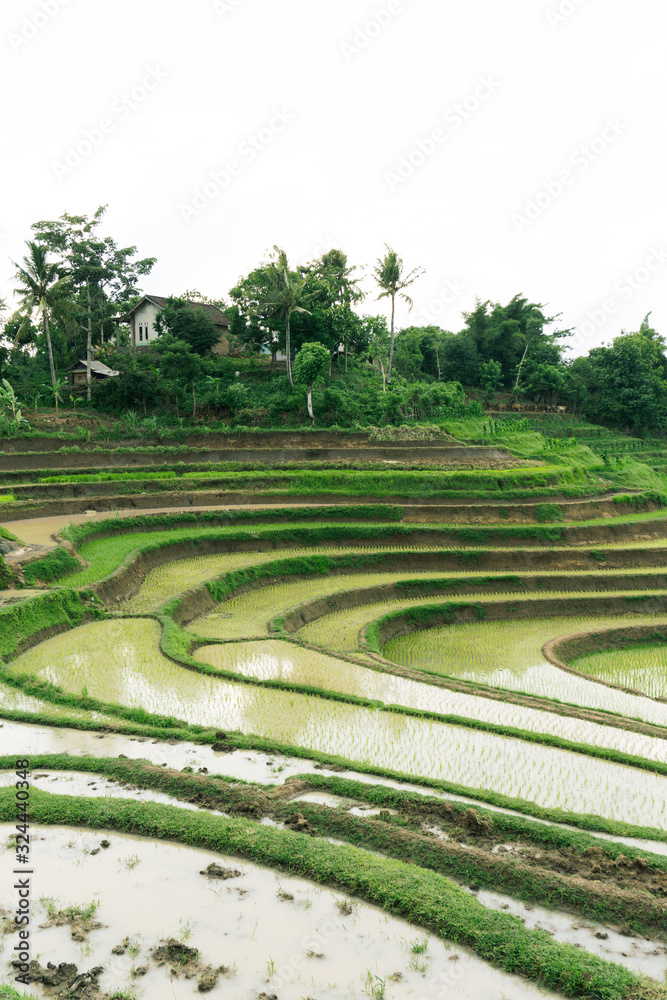 Beautiful view of Mareje Lombok's traditional fields. A nature walk in ...