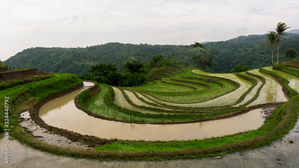 Beautiful view of Mareje Lombok's traditional fields. A nature walk in ...