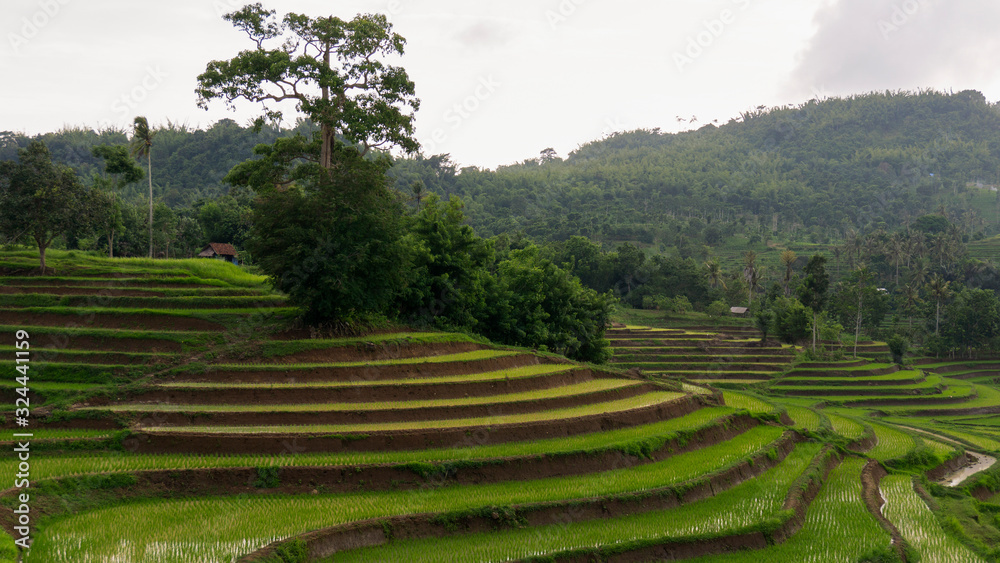 Beautiful view of Mareje Lombok's traditional fields. A nature walk in ...