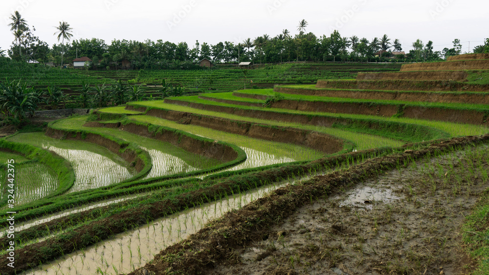 Beautiful view of Mareje Lombok's traditional fields. A nature walk in ...