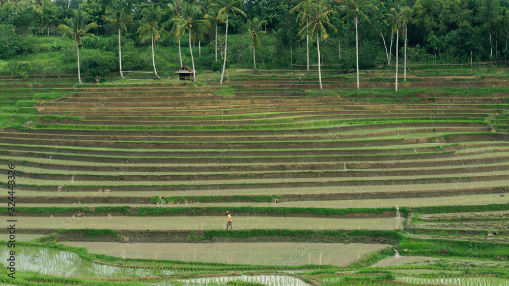 Beautiful view of Mareje Lombok's traditional fields. A nature walk in ...