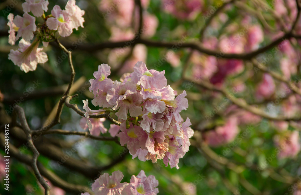 Pink trumpet shrub, Pink trumpet tree, Pink tecoma in the garden. Stock ...