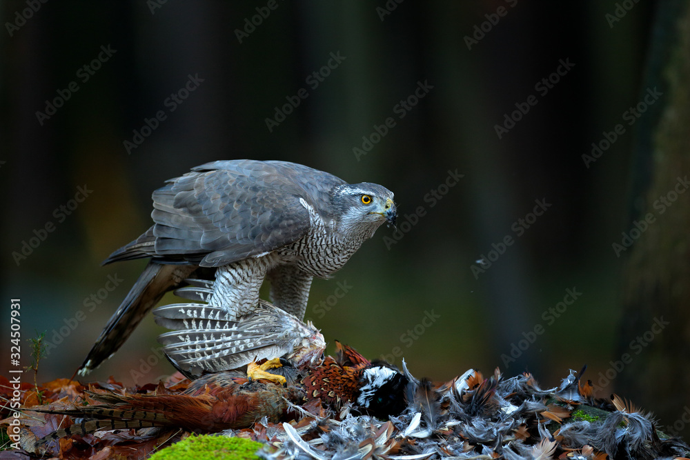 Bird bahaviour, wildlife scene from nature. Goshawk with killed Common ...