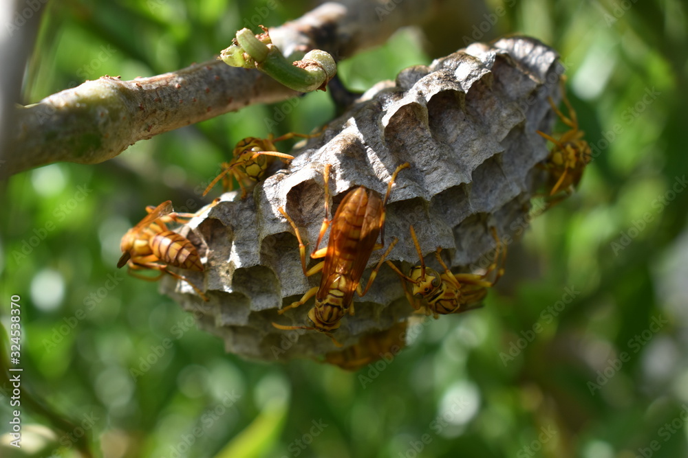 Yellow oriental paper wasp nest, this wasp can be seen from the ...