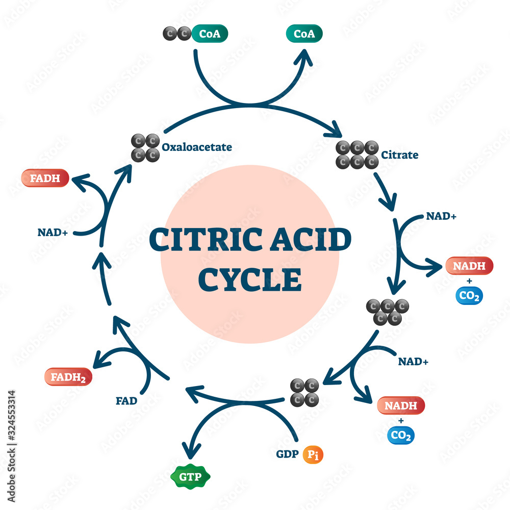 Citric acid cycle diagram, vector illustration molecular scheme Stock ...