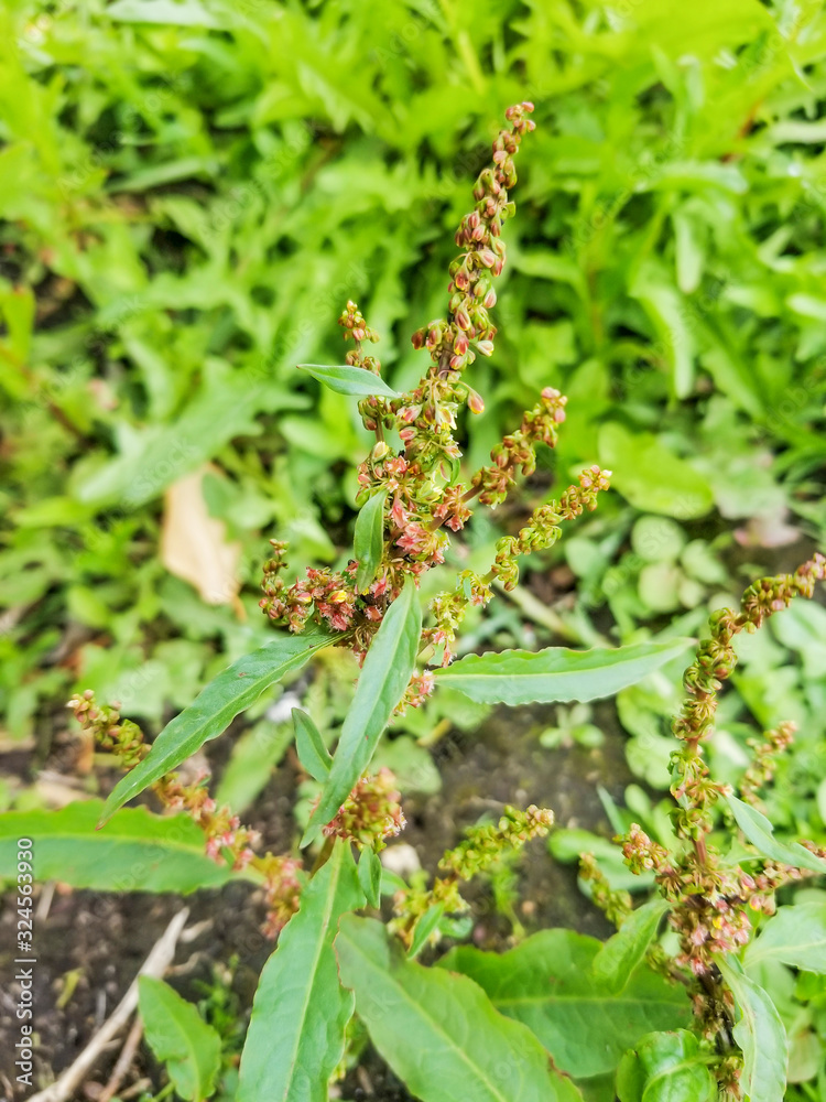Curly or yellow dock Stock Photo | Adobe Stock