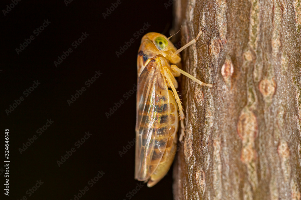 Cicadidae is the largest family of cicadas. Cicadas of Europe macro ...