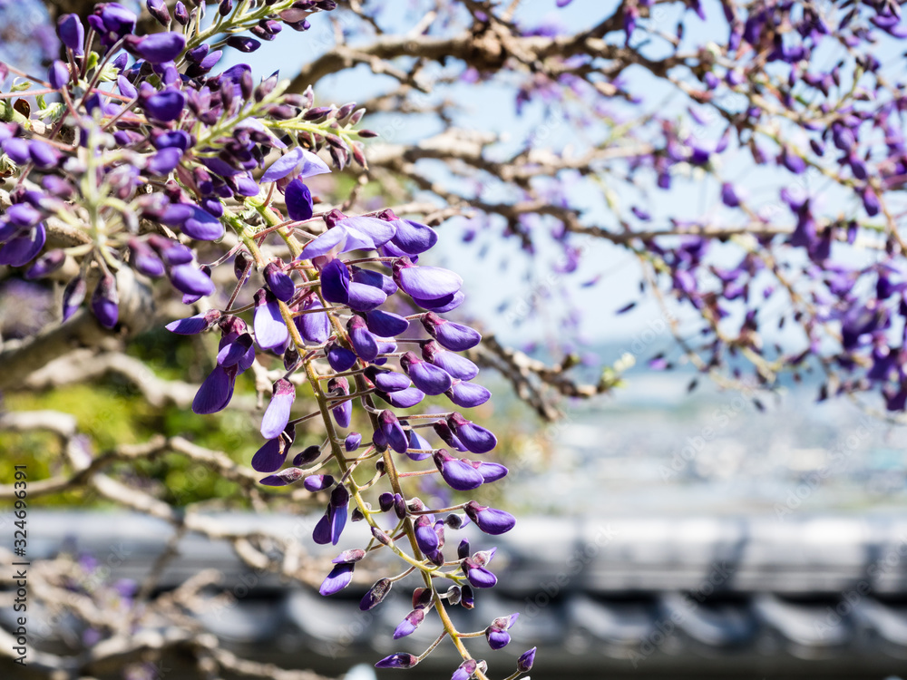 Purple wisteria flowers blooming in a Japanese garden near Kiyotakiji ...